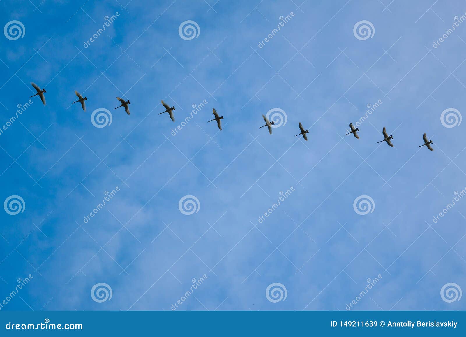 Flying Wedge-tailed Eagle Royalty-Free Stock Photo | CartoonDealer.com ...