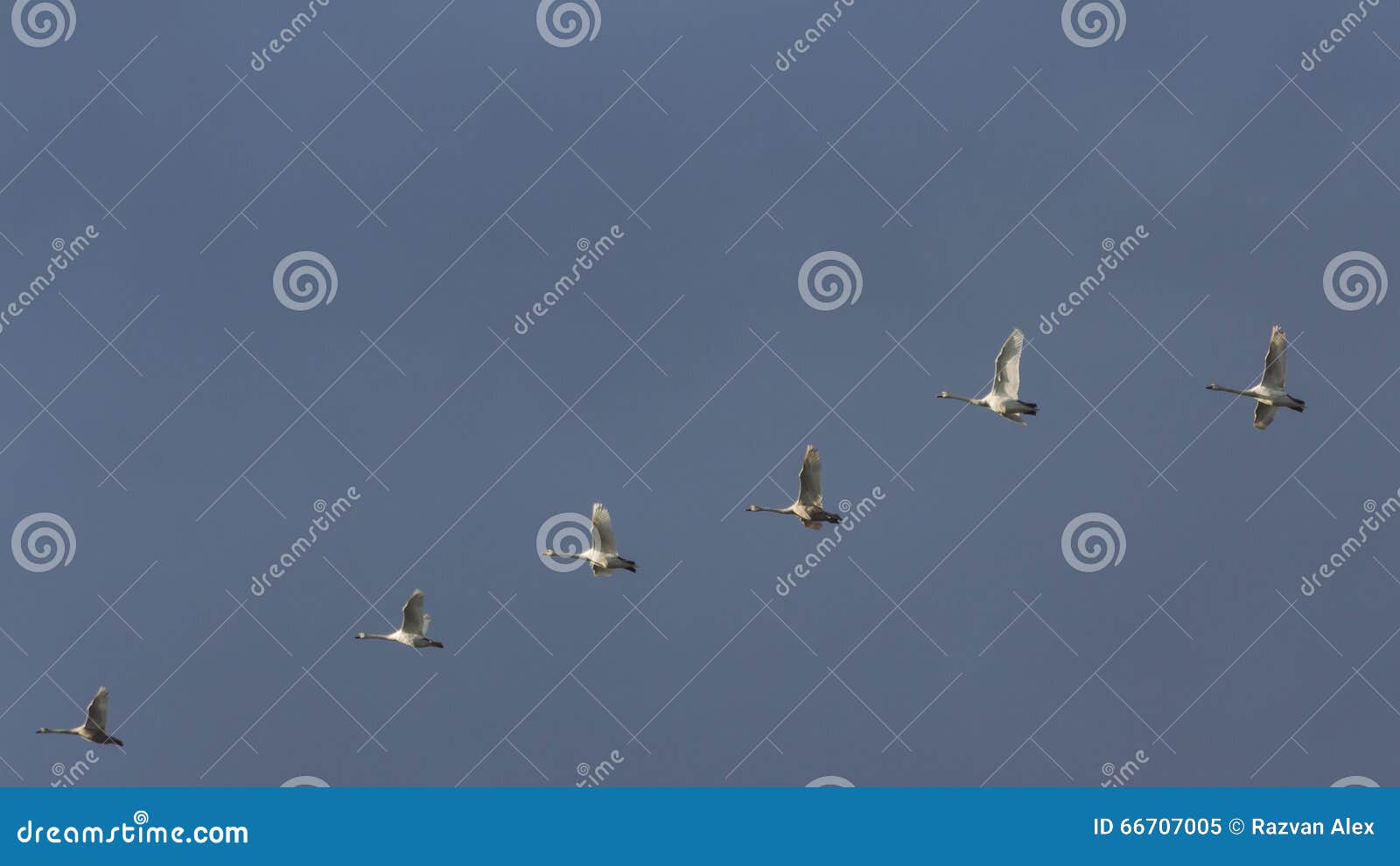 Flock of Swans stock image. Image of protected, beautiful - 66707005