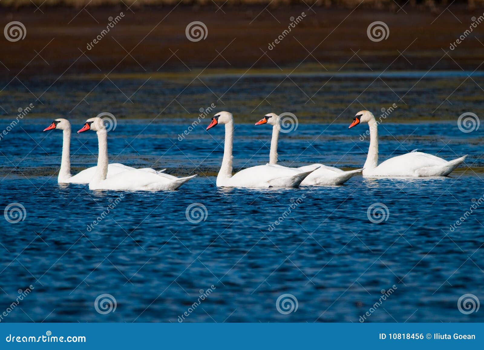 Flock of Swans on lake stock photo. Image of wildlife - 10818456