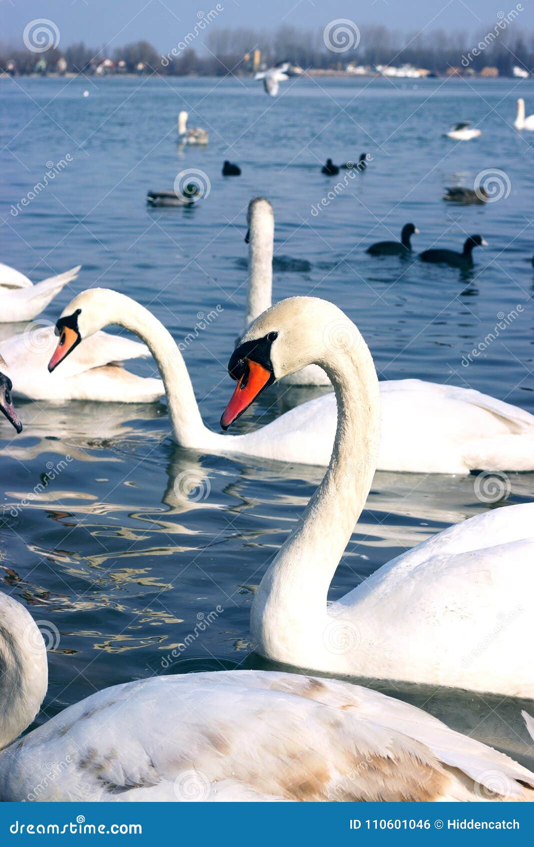 Flock of Swans on the River Stock Photo - Image of scene, graceful ...