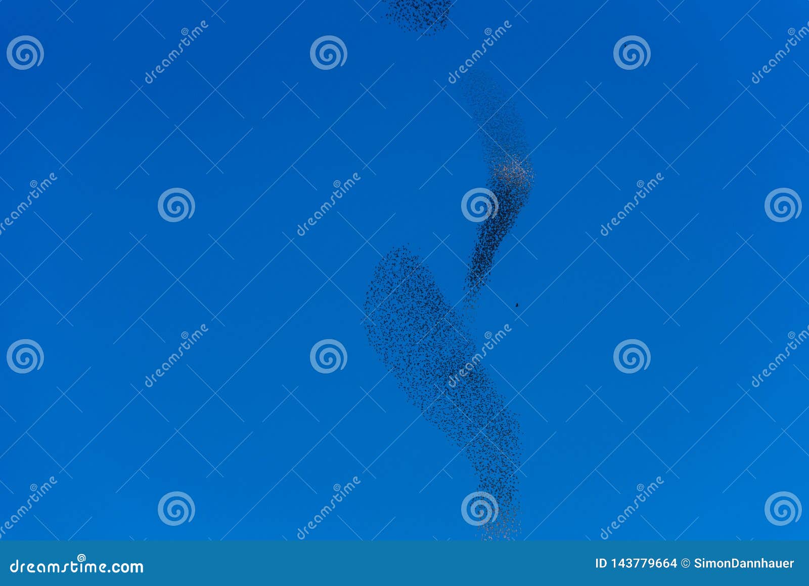 Flock and Swarm of Birds - Beautiful Formations of Flying Birds Stock ...