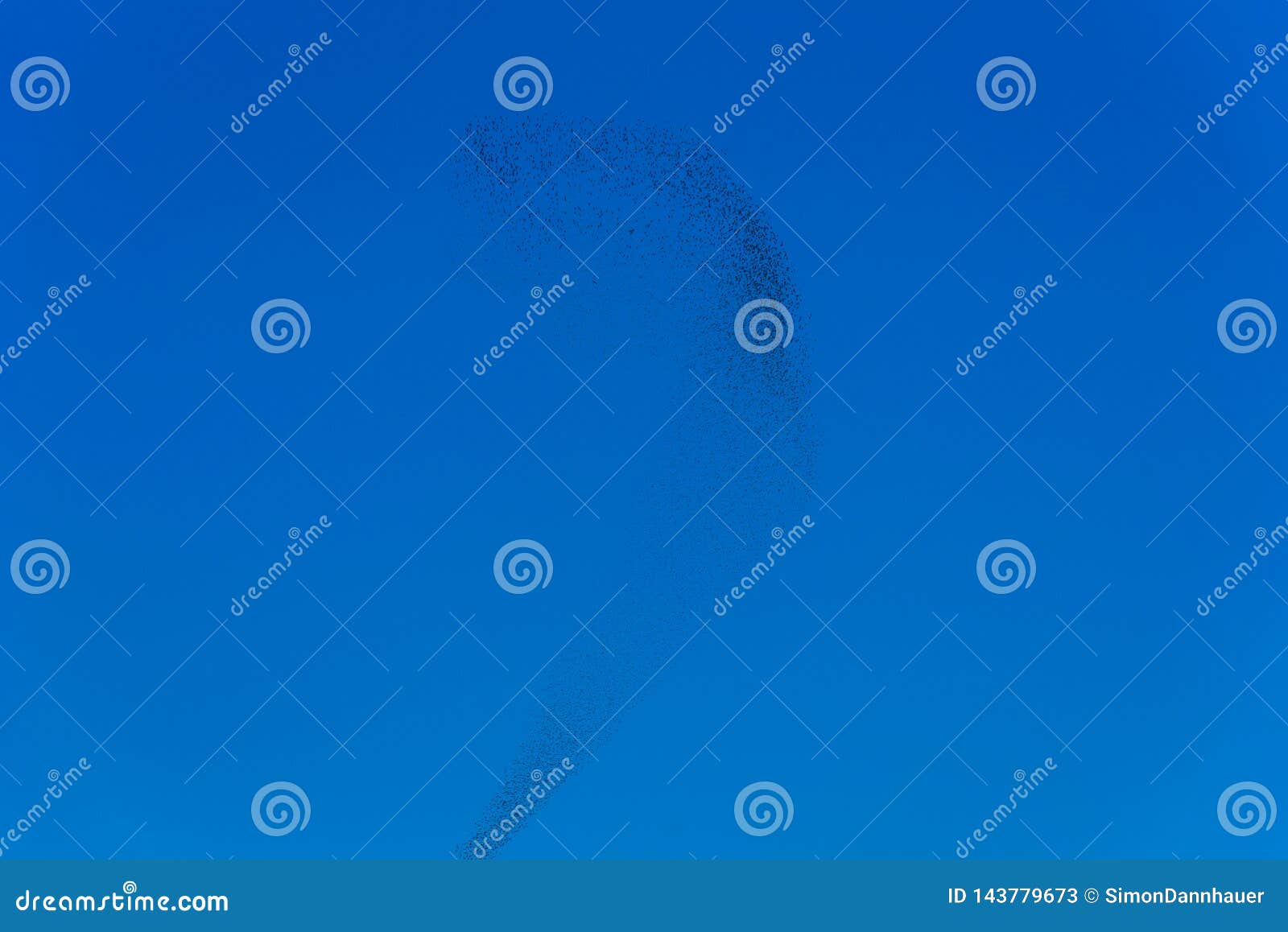 Flock and Swarm of Birds - Beautiful Formations of Flying Birds Stock ...