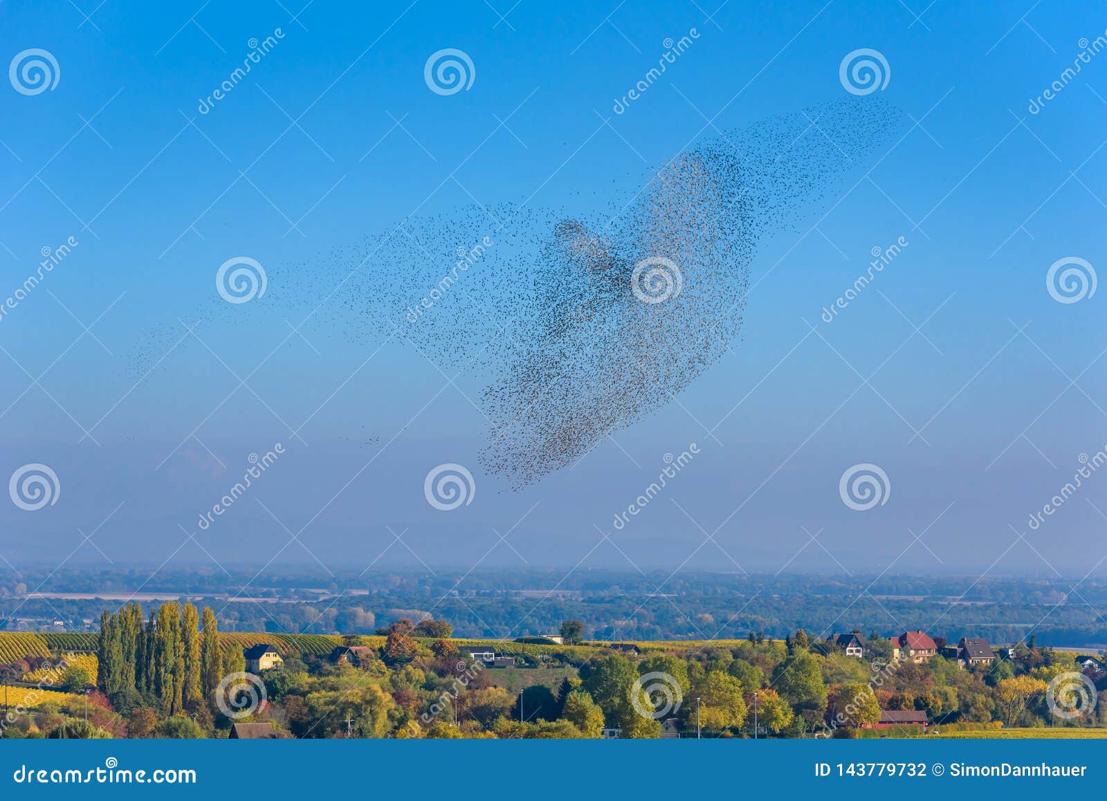 Flock and Swarm of Birds - Beautiful Formations of Flying Birds Stock ...