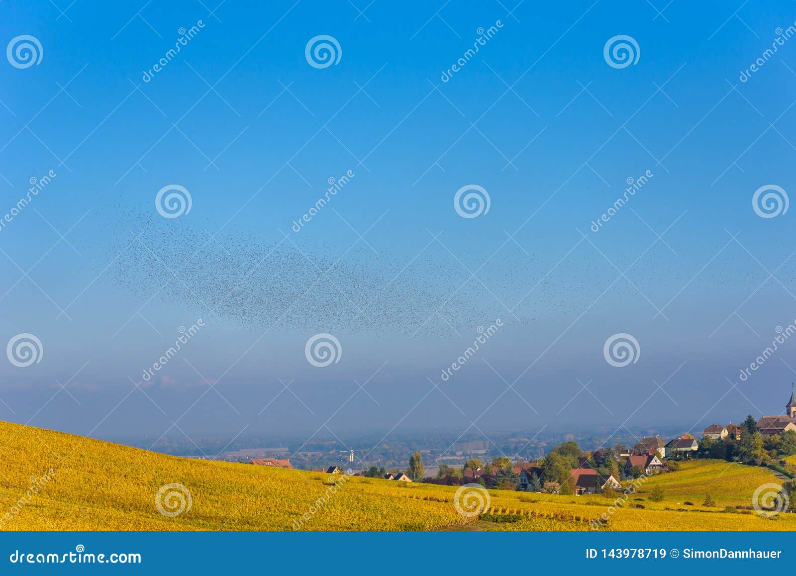 Flock and Swarm of Birds - Beautiful Formations of Flying Birds Stock ...