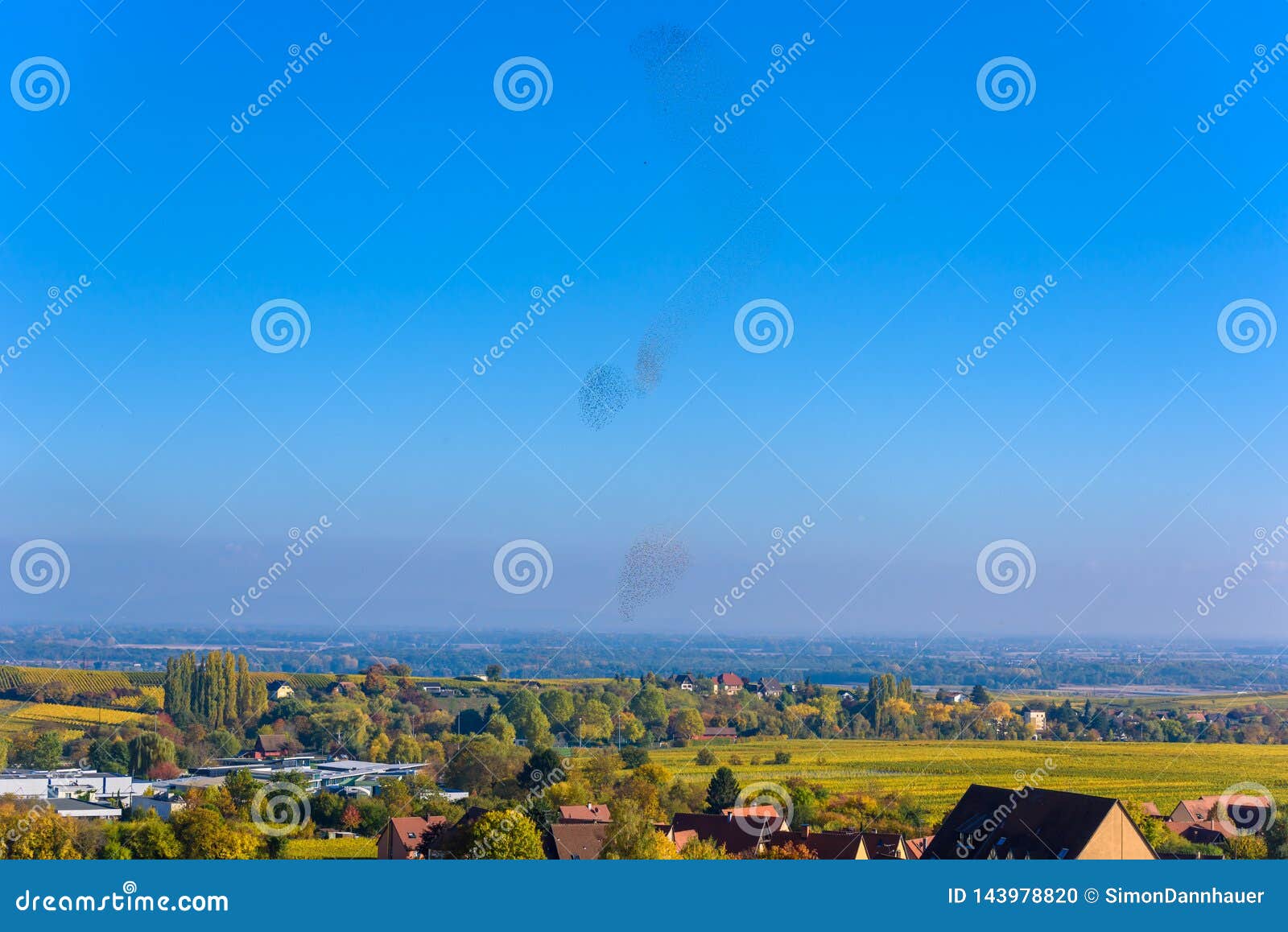 Flock and Swarm of Birds - Beautiful Formations of Flying Birds Stock ...