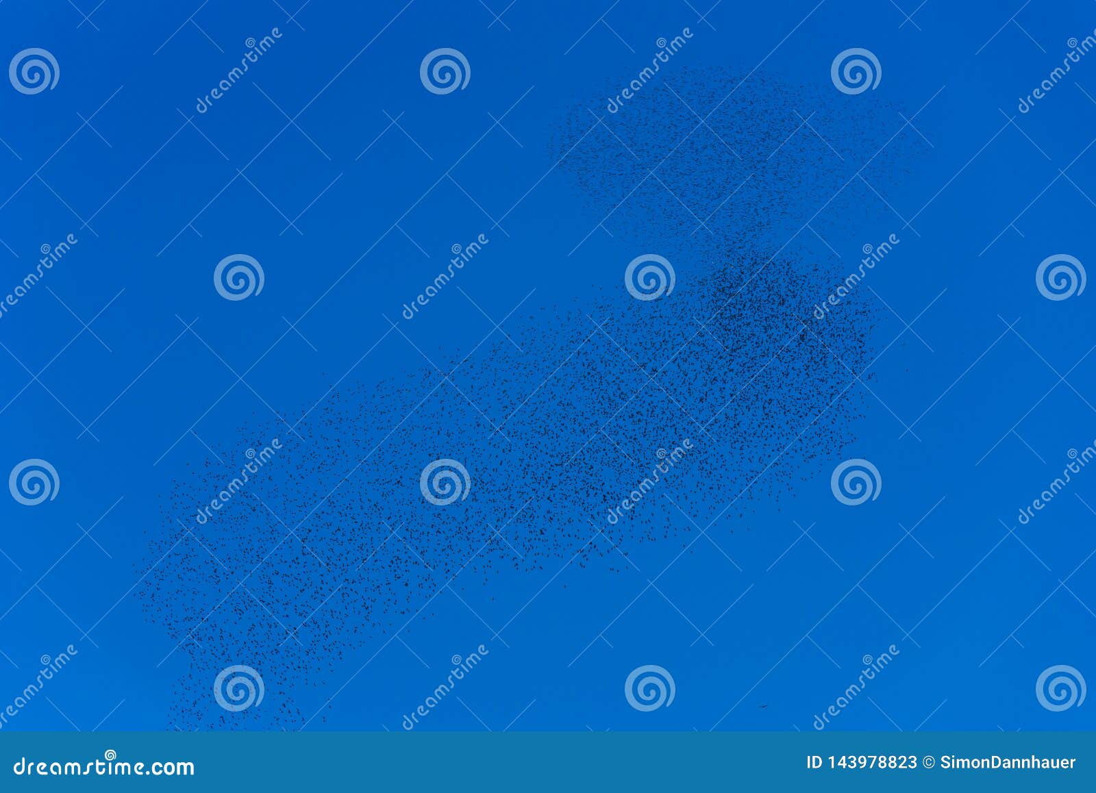 Flock and Swarm of Birds - Beautiful Formations of Flying Birds Stock ...