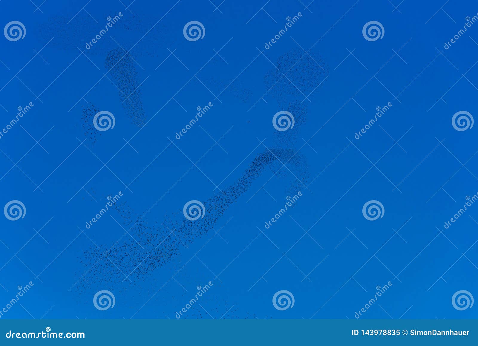 Flock and Swarm of Birds - Beautiful Formations of Flying Birds Stock ...