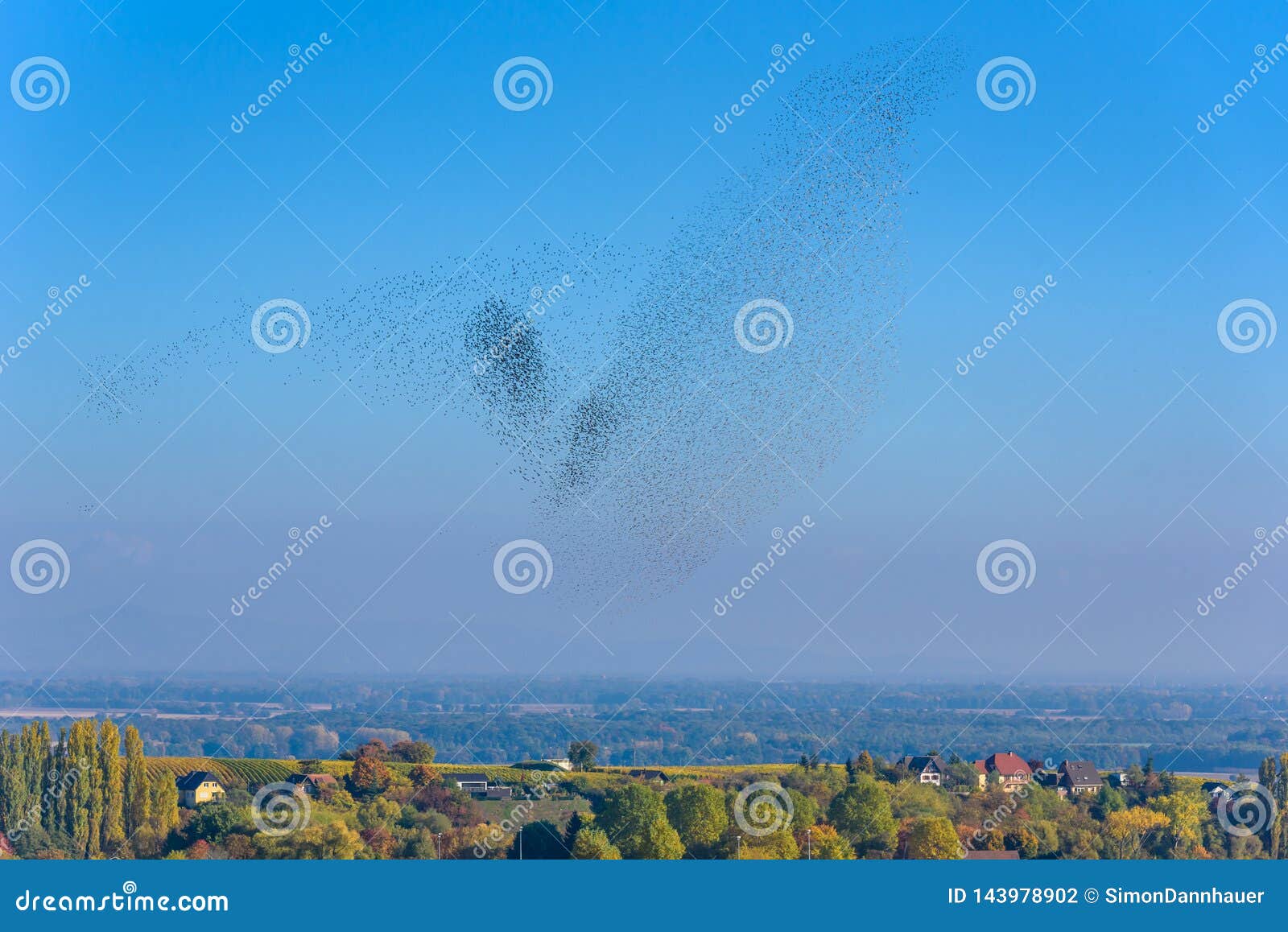Flock and Swarm of Birds - Beautiful Formations of Flying Birds Stock ...
