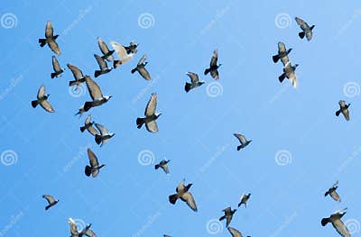 Flock swarm of pigeons stock photo. Image of group, pigeons - 9208292