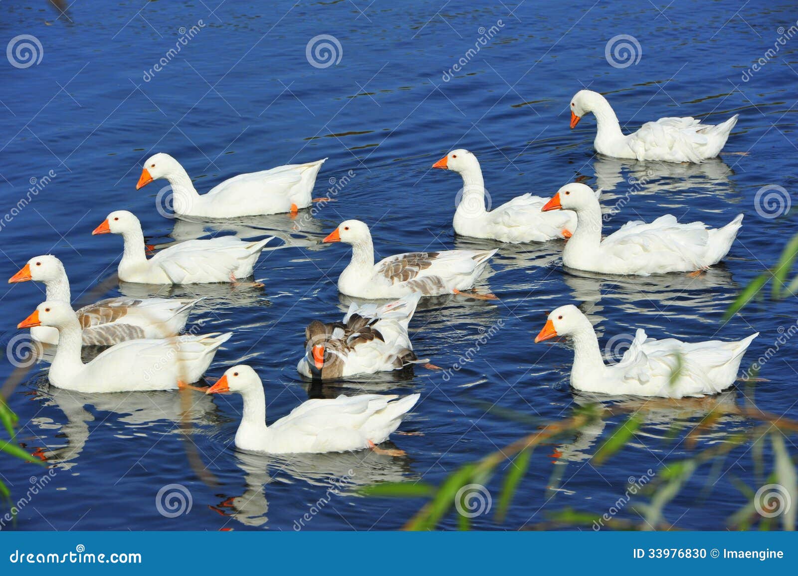 Flock of Swimming White Geese Stock Photo - Image of feather, lake ...