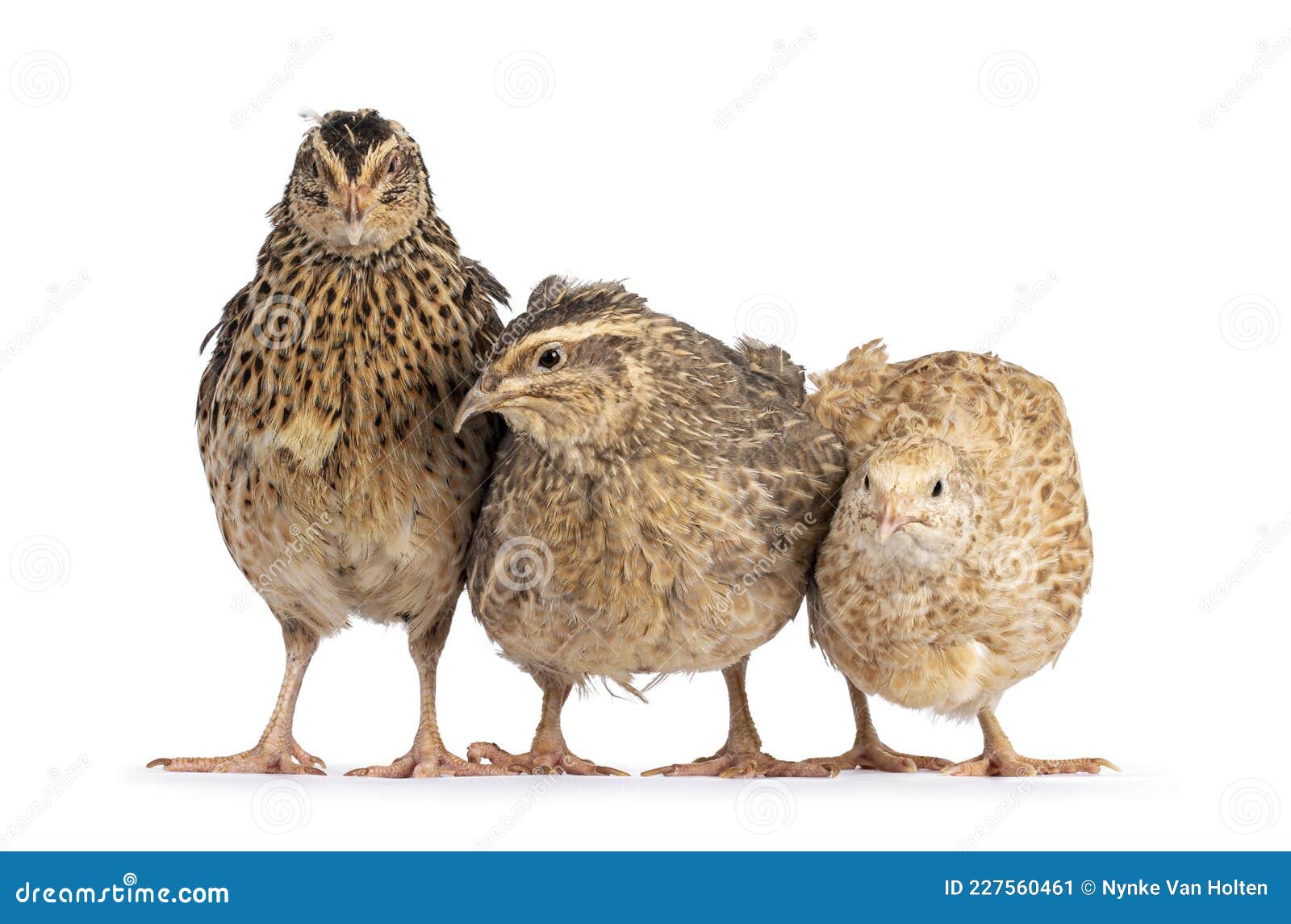 Quail Bird on White Background Stock Image - Image of isolated, cute ...