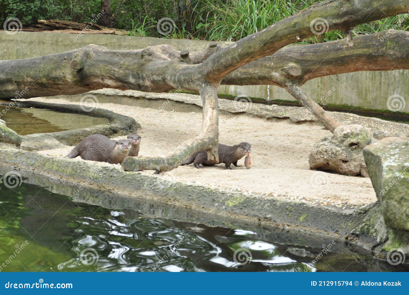 A Flock of Three Otters in the Zoo Paddock Looking Ahead One Has Taken ...