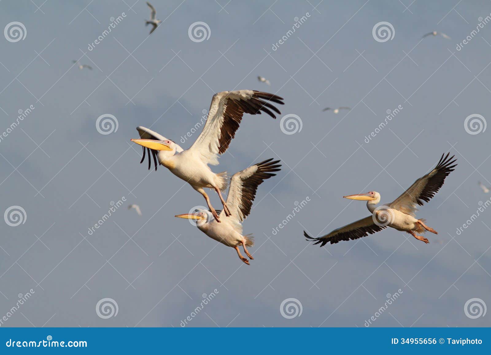 Flock of Three Pelicans Flying Stock Photo - Image of natural ...