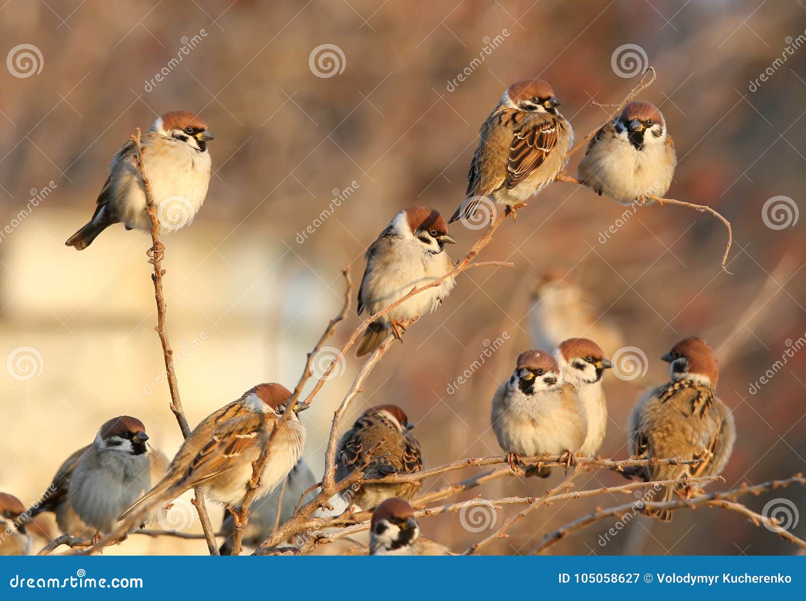 A Flock of Tree Sparrow Sits on the Bush Stock Image - Image of sitting ...