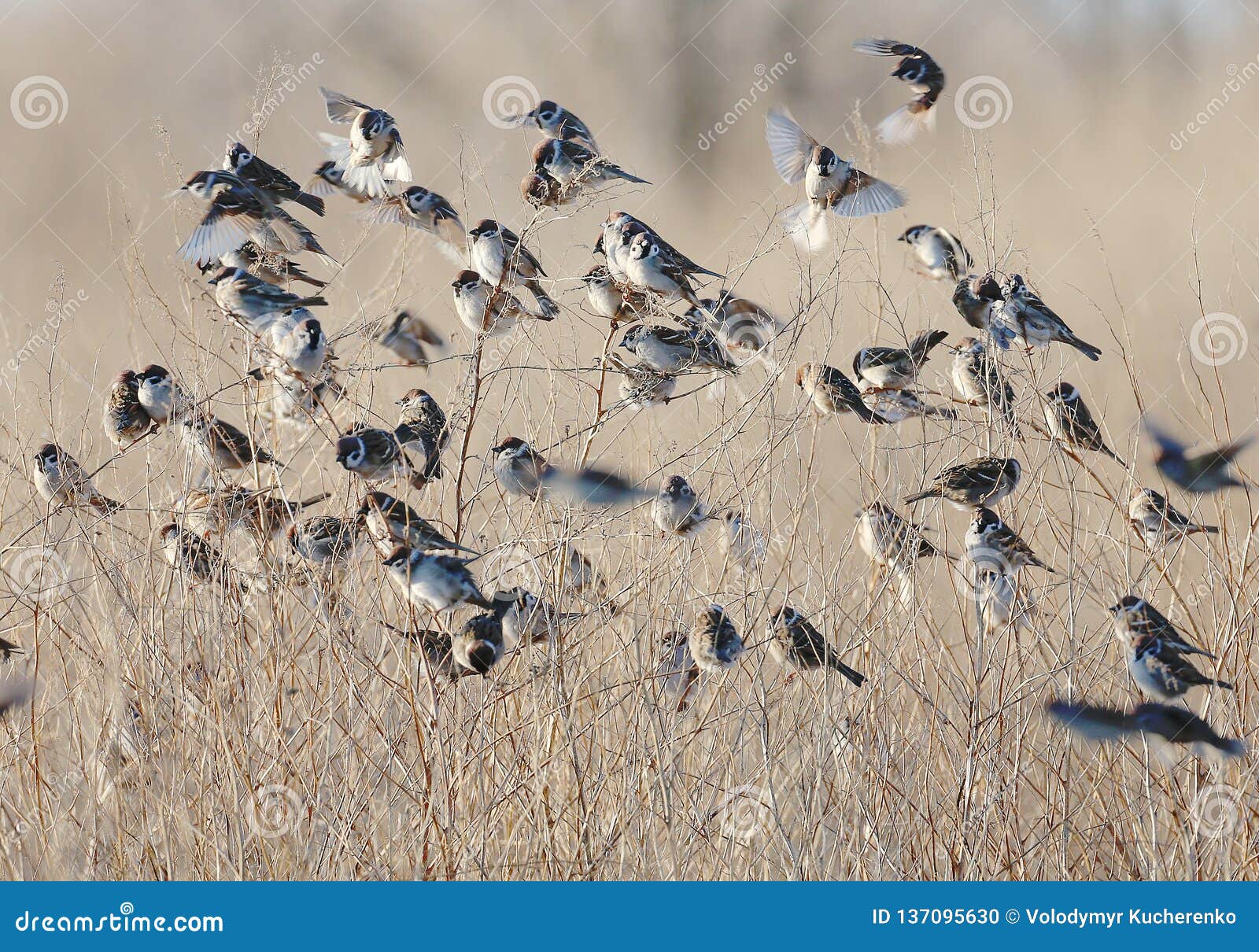 A Flock Of Linnets In Flight On Migration. Royalty-Free Stock ...