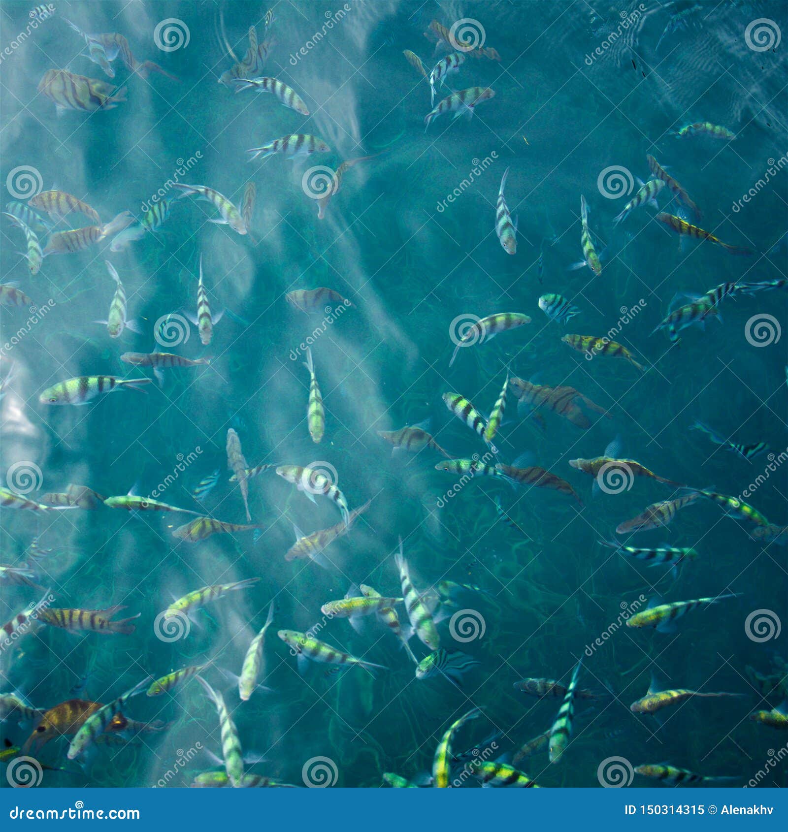 Shoal of Tropical Striped Fish Pattern Stock Image - Image of grunt ...