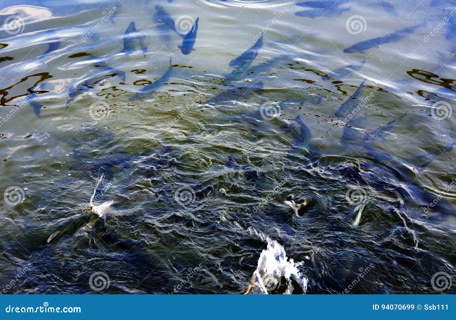A Flock of Trout Floating in a Shallow River with Pebbles. Stock Image ...