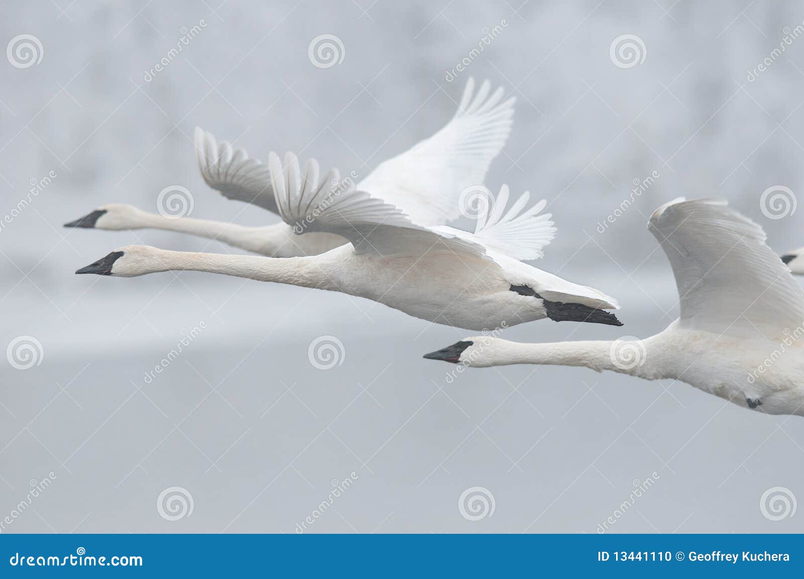 Flock of Trumpeter Swans Fly Past Stock Photo - Image of winter ...