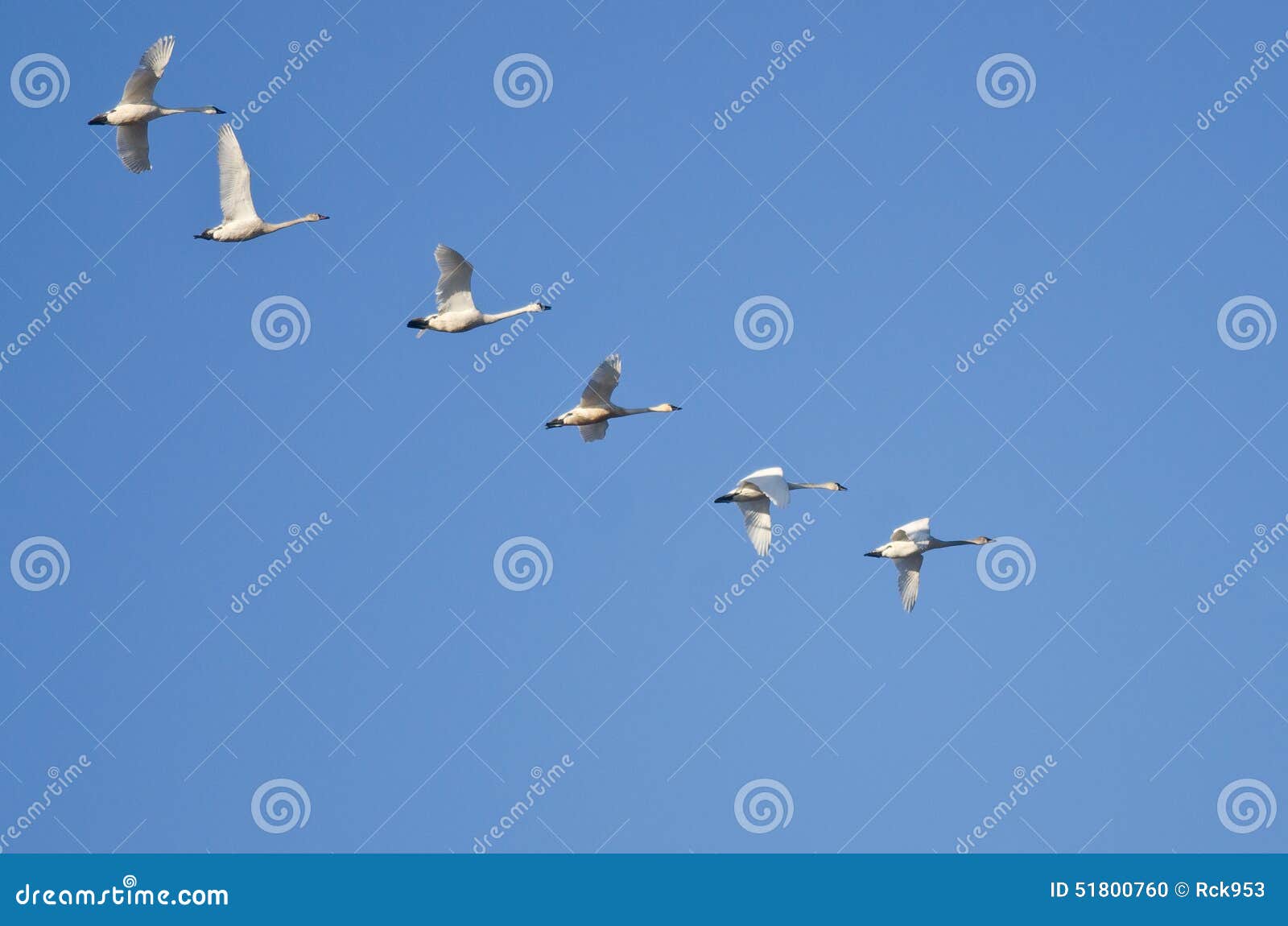 Flock of Trumpeter Swans Flying in a Blue Sky Stock Photo - Image of ...