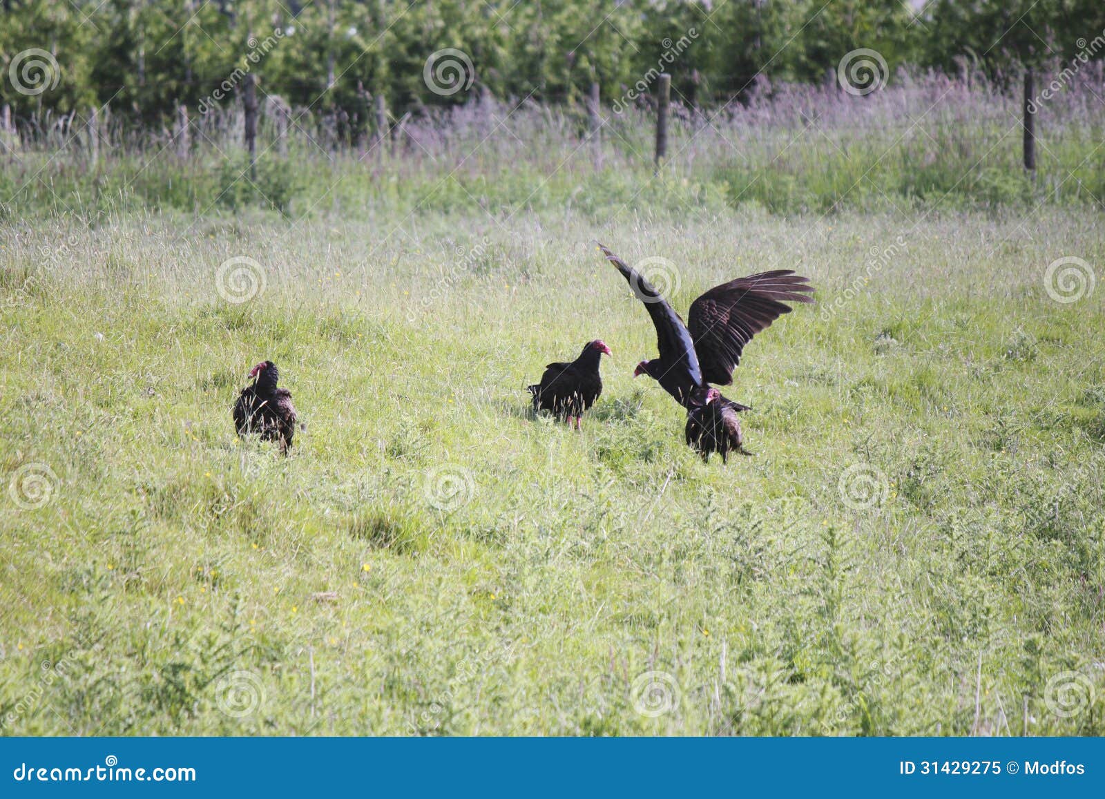 Flock of Turkey Vultures stock image. Image of flock - 31429275