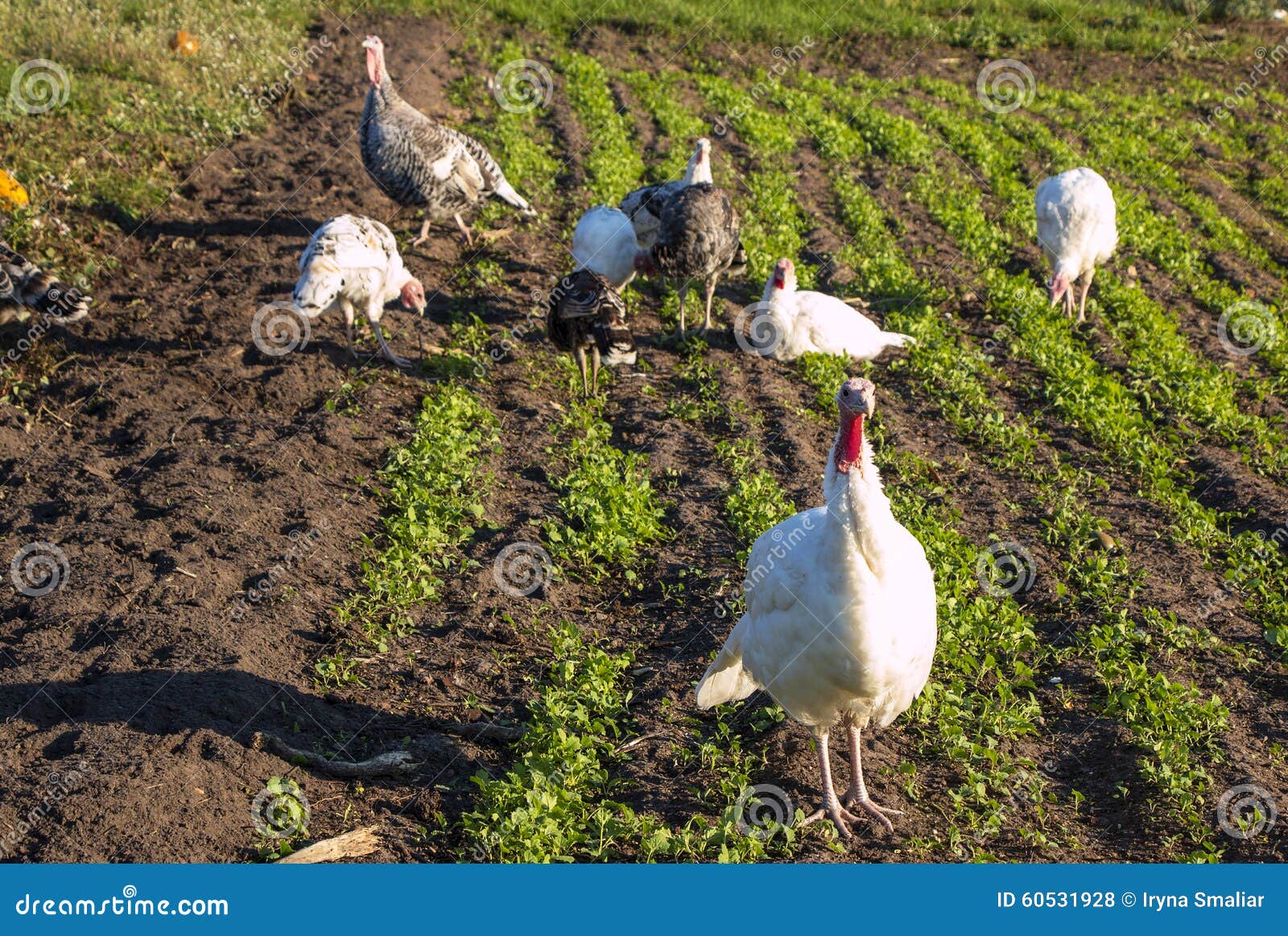 Flock of Turkeys on the Field Stock Photo - Image of healthy, curious ...