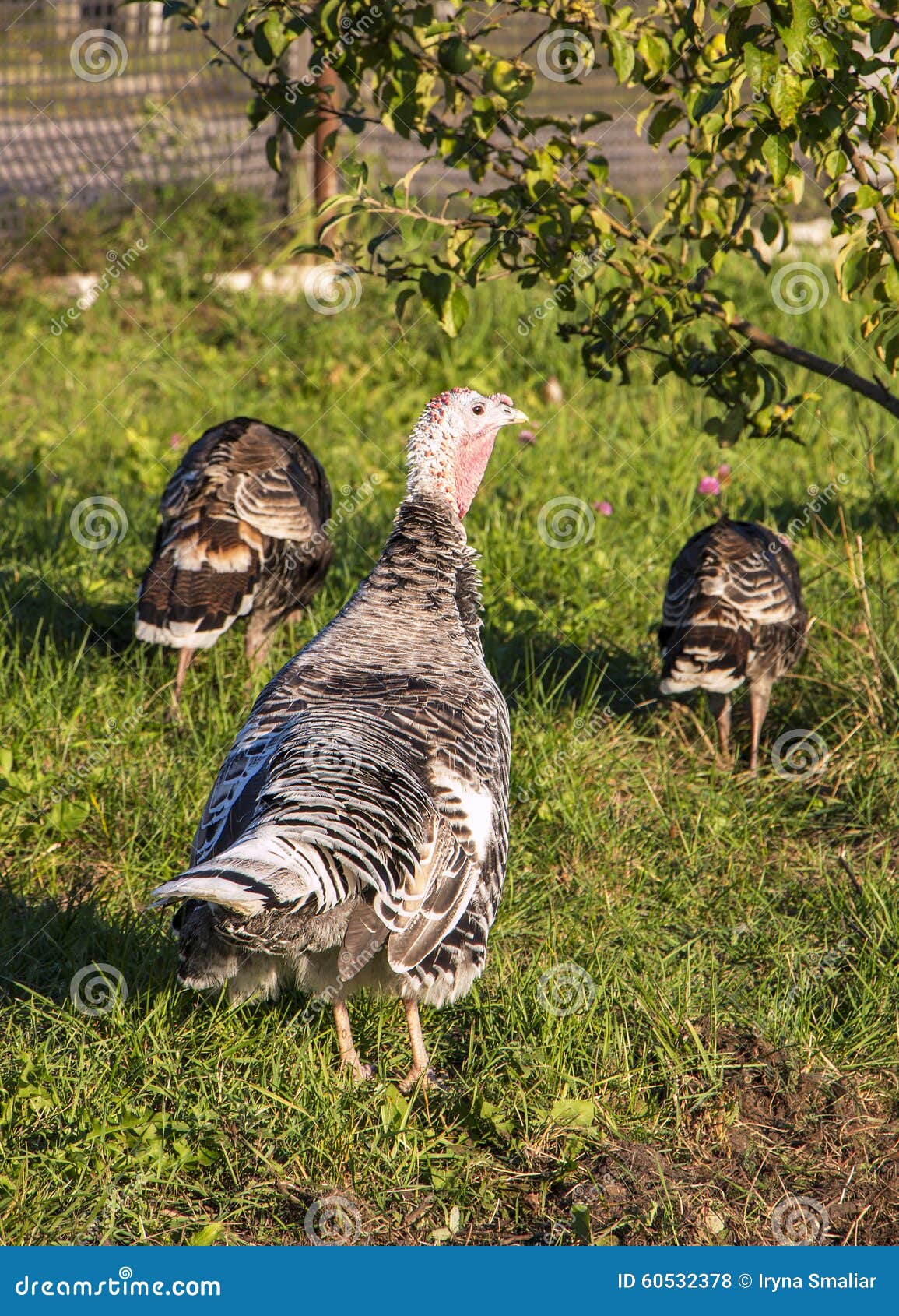 Flock of Turkeys on the Field Stock Photo - Image of tail, grey: 60532378