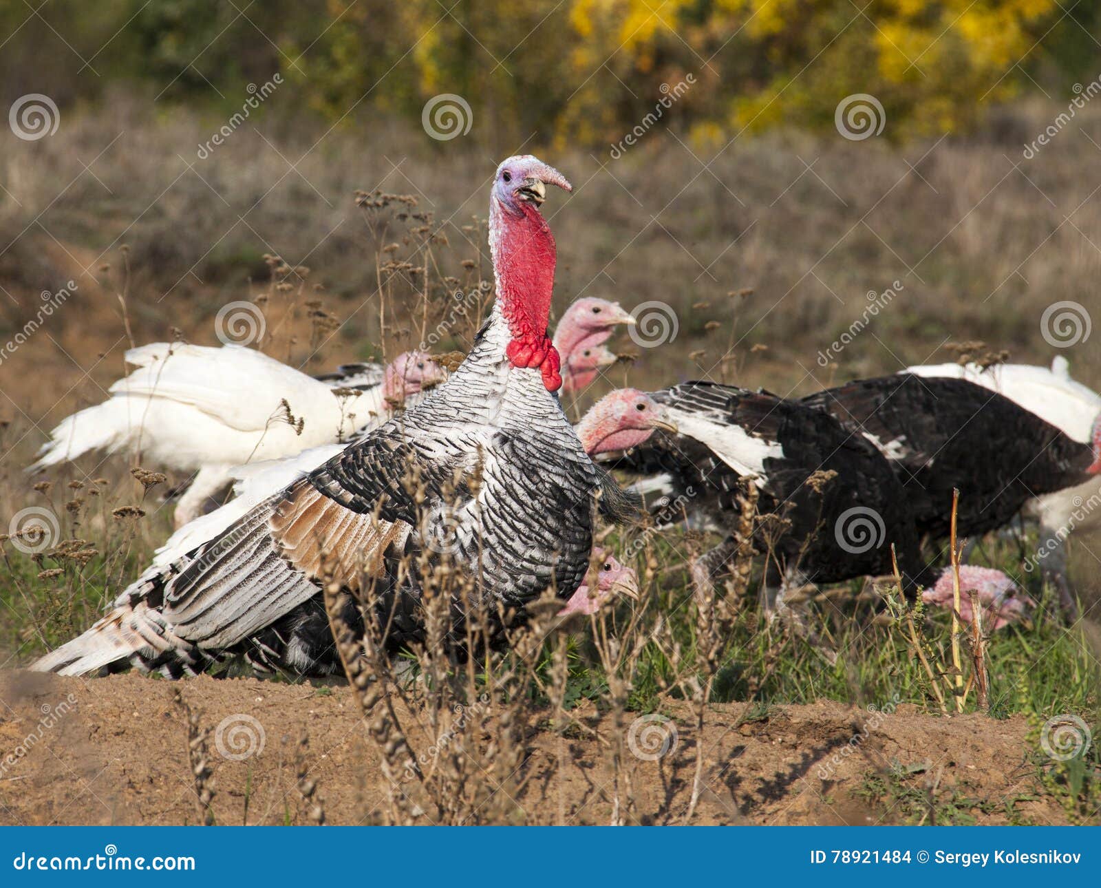Flock of Turkeys Grazing on the Grass Stock Photo - Image of life ...