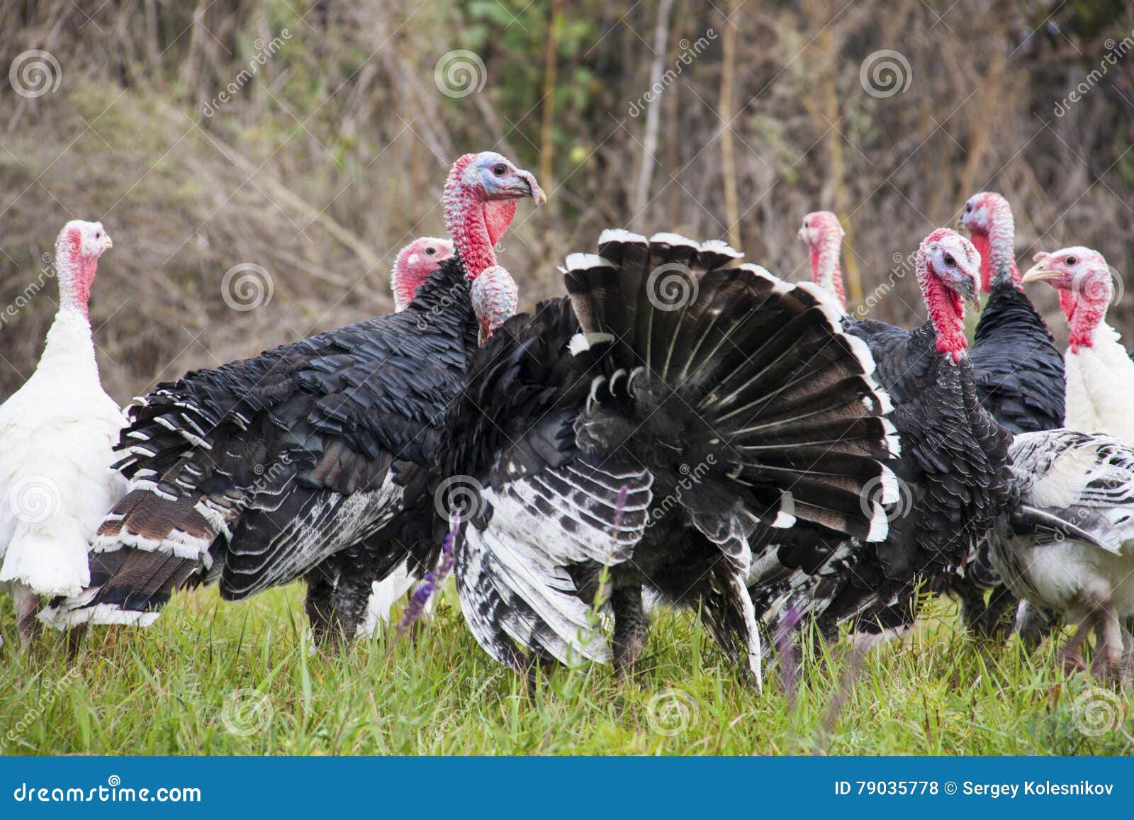 Flock of Turkeys Grazing on the Grass Stock Photo - Image of domestic ...