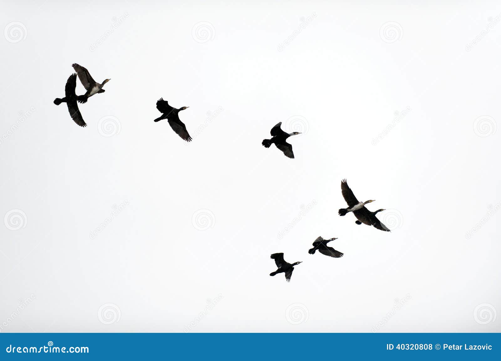 Flock in v shape stock photo. Image of fowl, bird, glide - 40320808