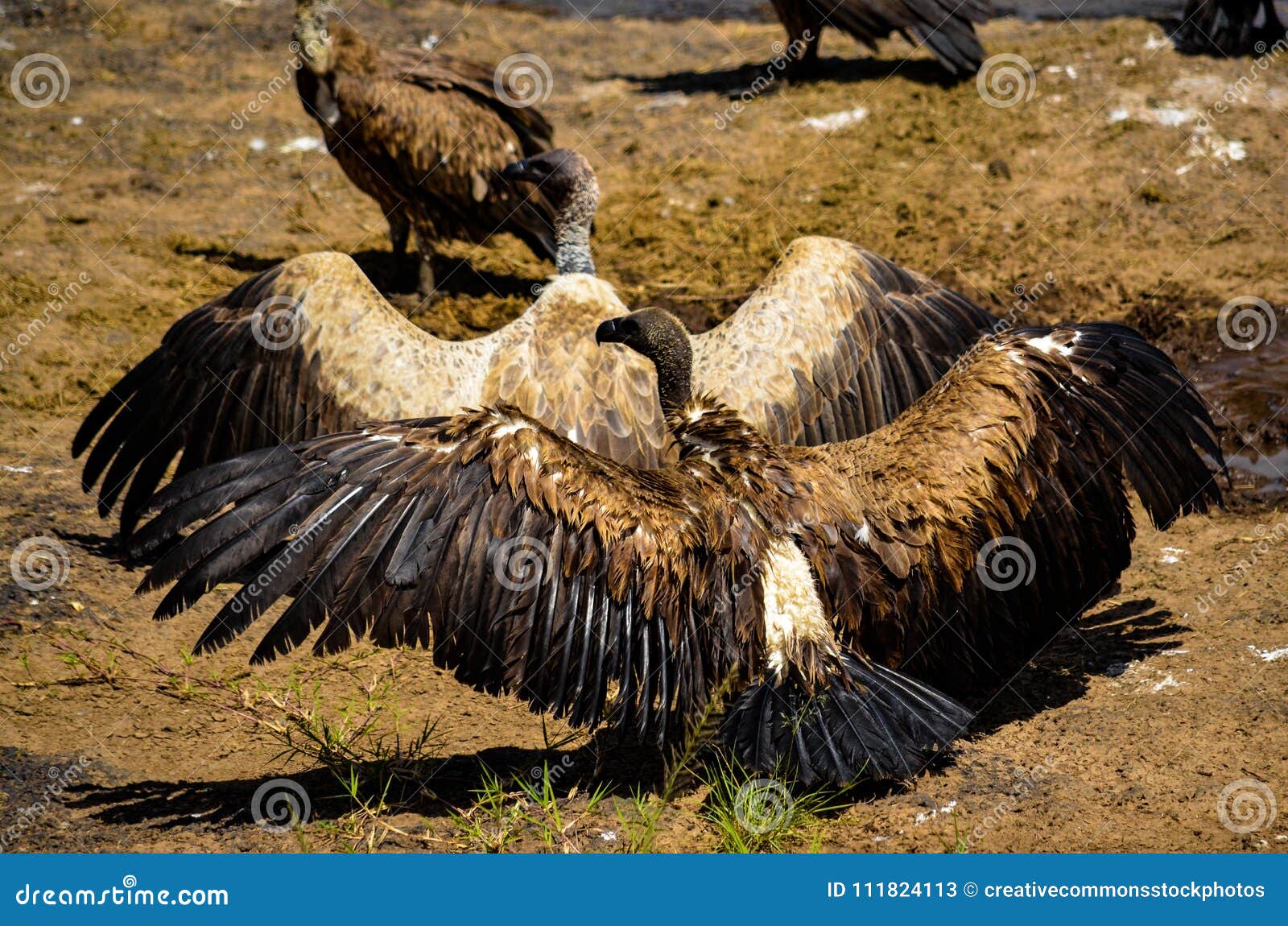 Flock Of Vultures Picture. Image: 111824113