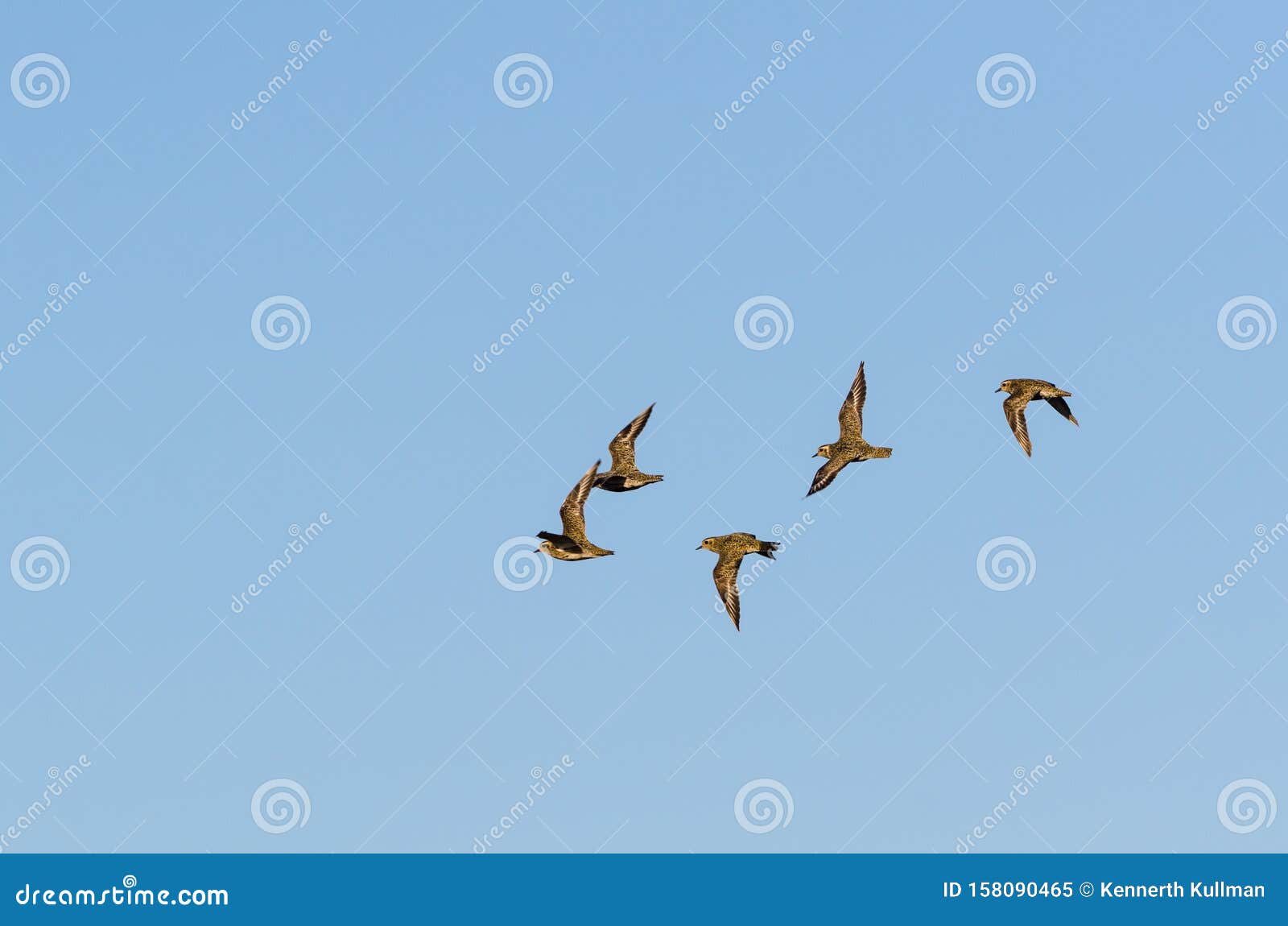 Flock with Wader Birds in Flight by Fall Migration Stock Image - Image ...