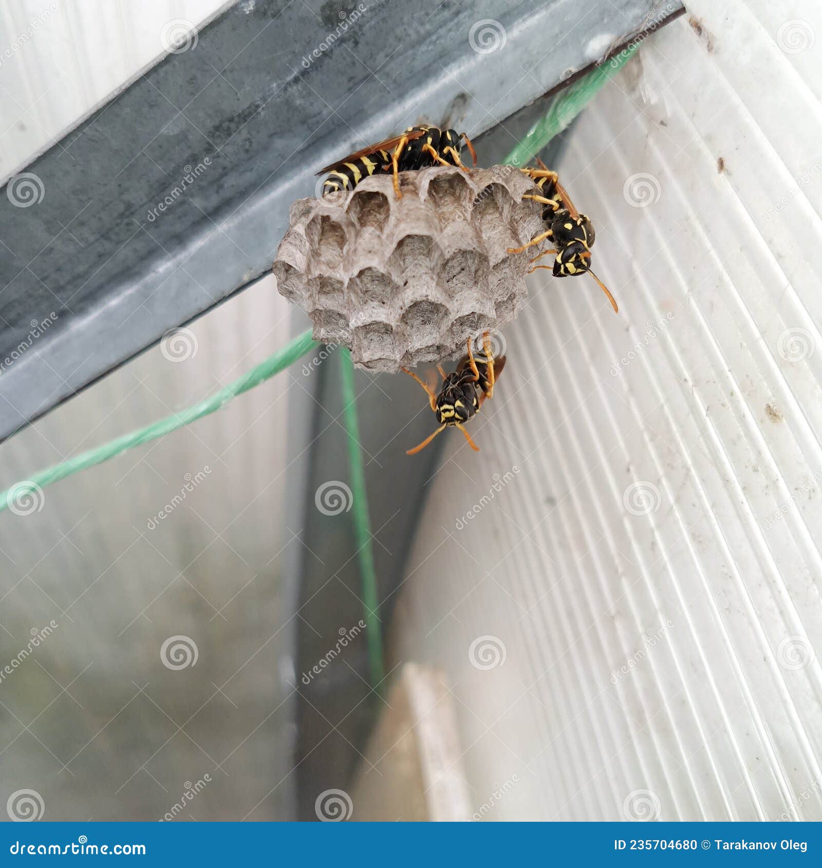 A Flock of Wasps Builds a Nest for Themselves. Hexagon Socket Cells ...