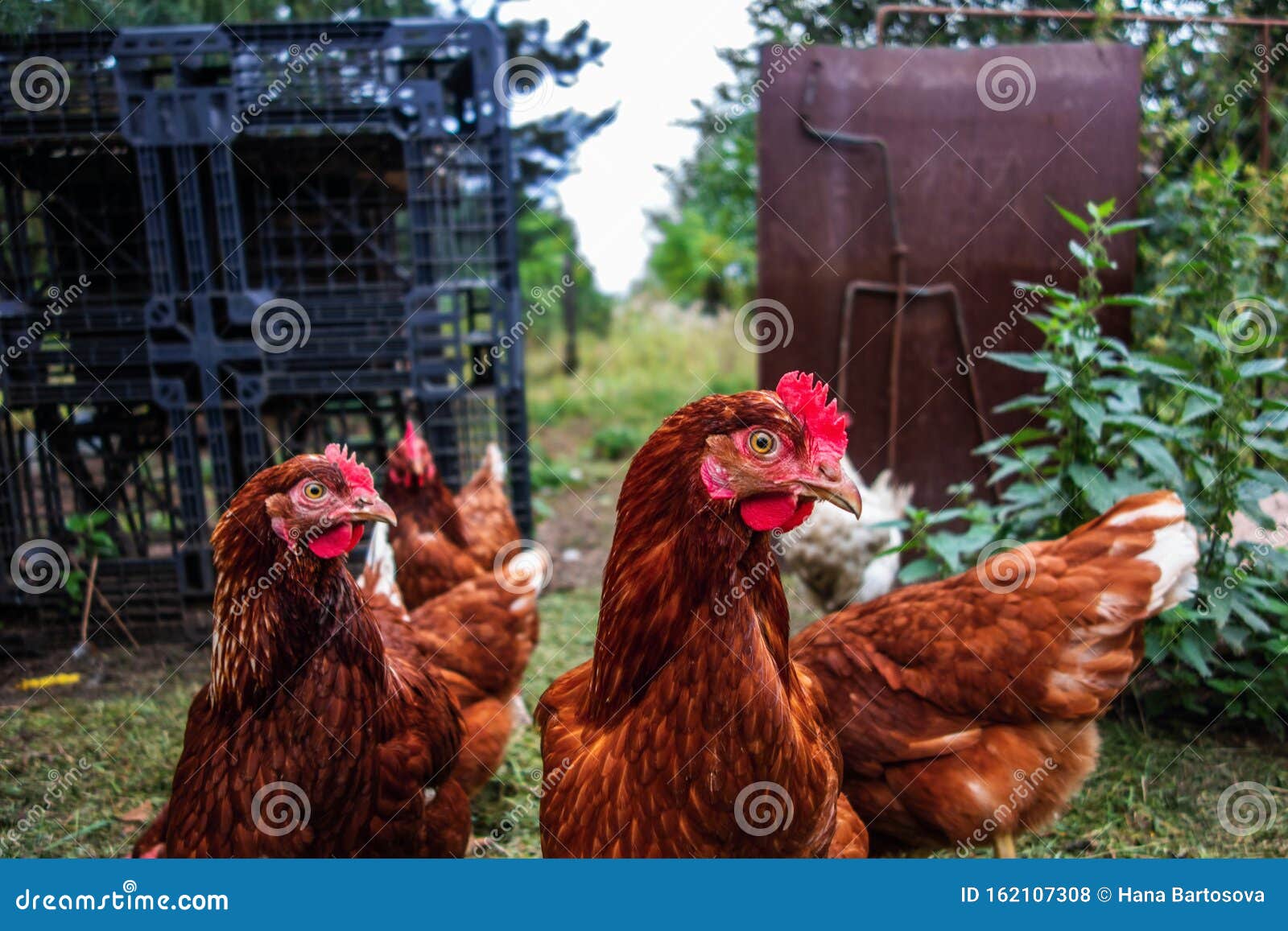 Flock of Watching Hens in Backyard Stock Photo - Image of nature ...
