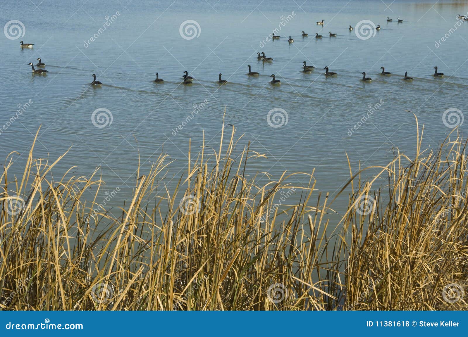 Flock of waterfowl stock photo. Image of paddle, flock - 11381618