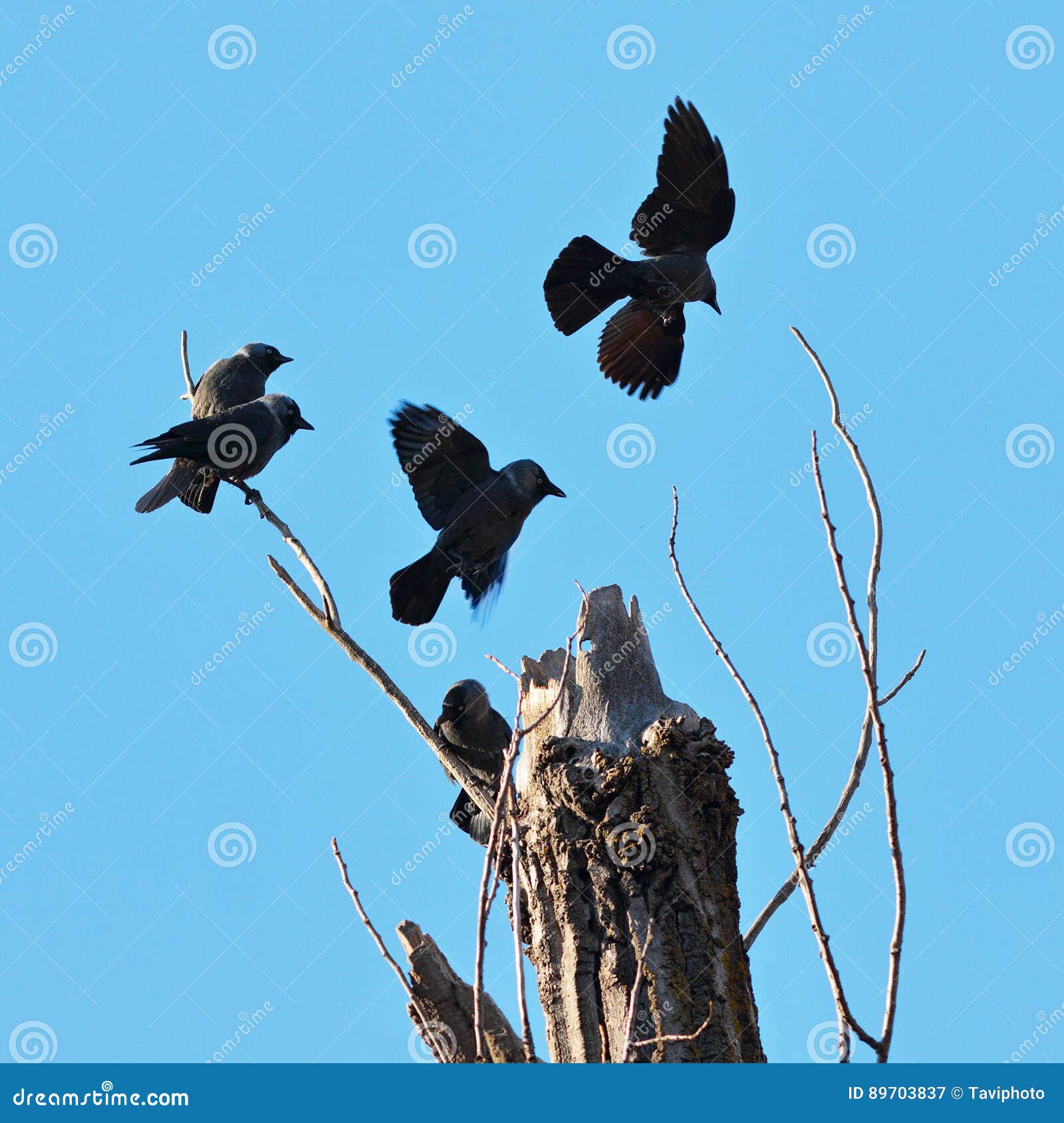 Flock of western jackdaws stock image. Image of flock - 89703837