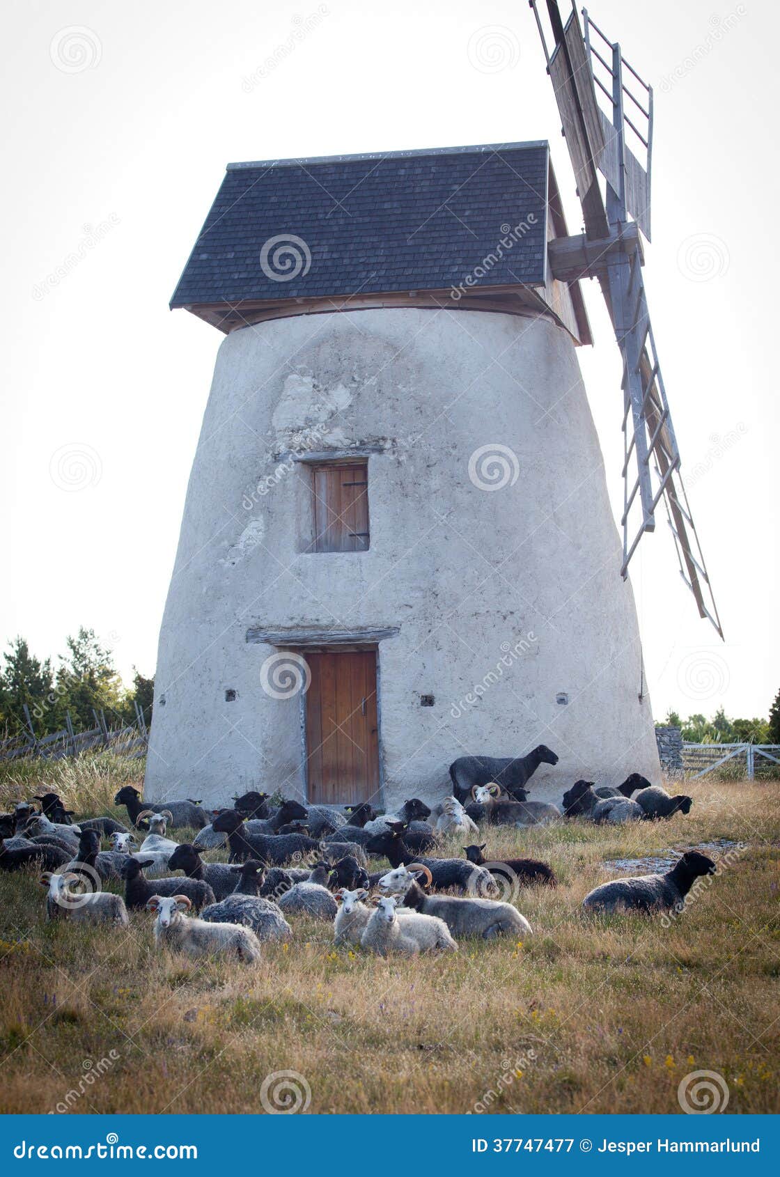 Flock of wheep.GN stock image. Image of pasture, mammal - 37747477