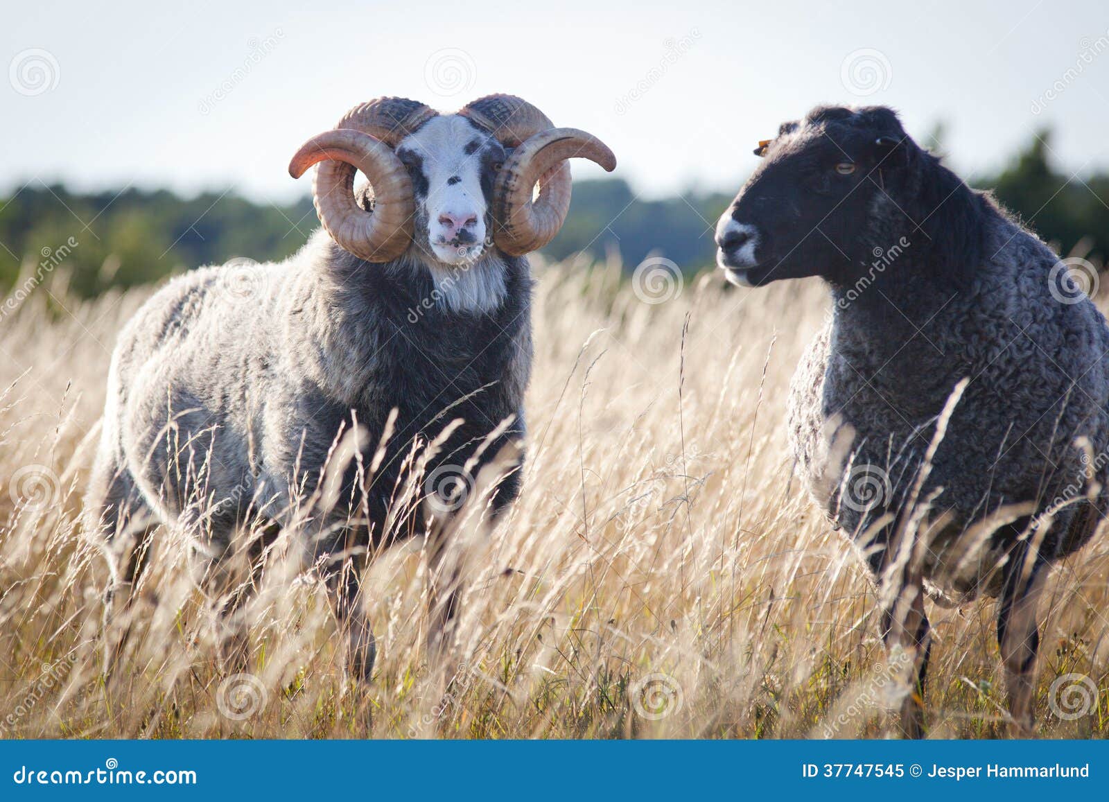 Flock of wheep.GN stock image. Image of mammals, sheep - 37747545