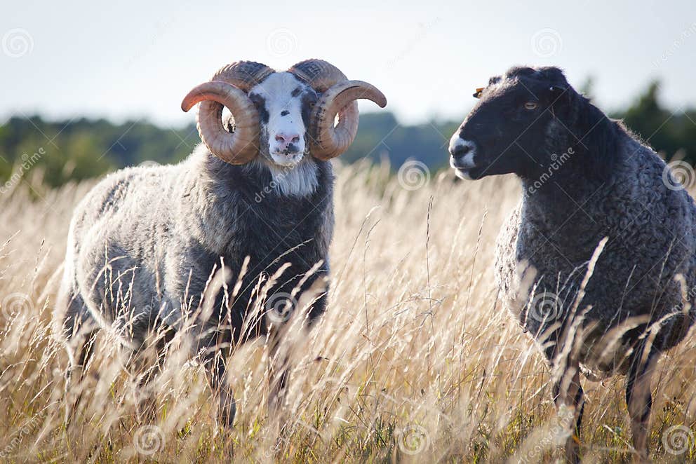 Flock of wheep.GN stock image. Image of mammals, sheep - 37747545