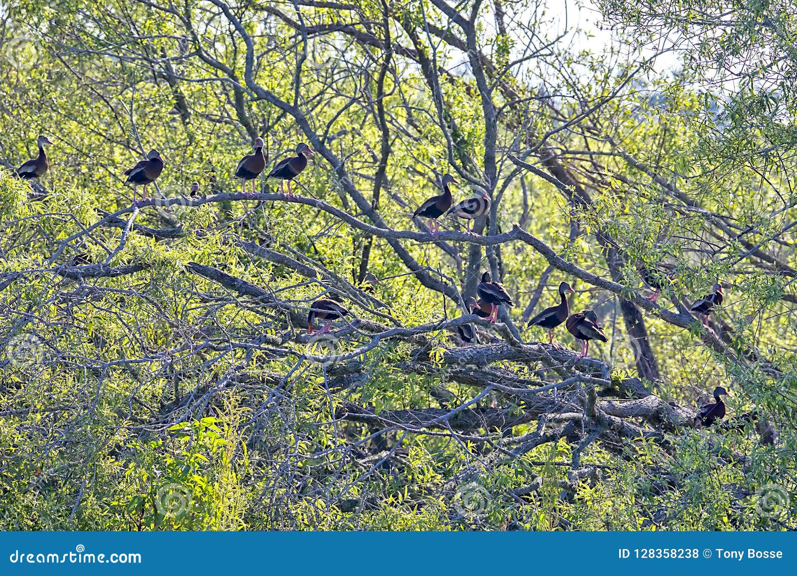 Whistling Ducks in a Tree stock photo. Image of flock - 128358238