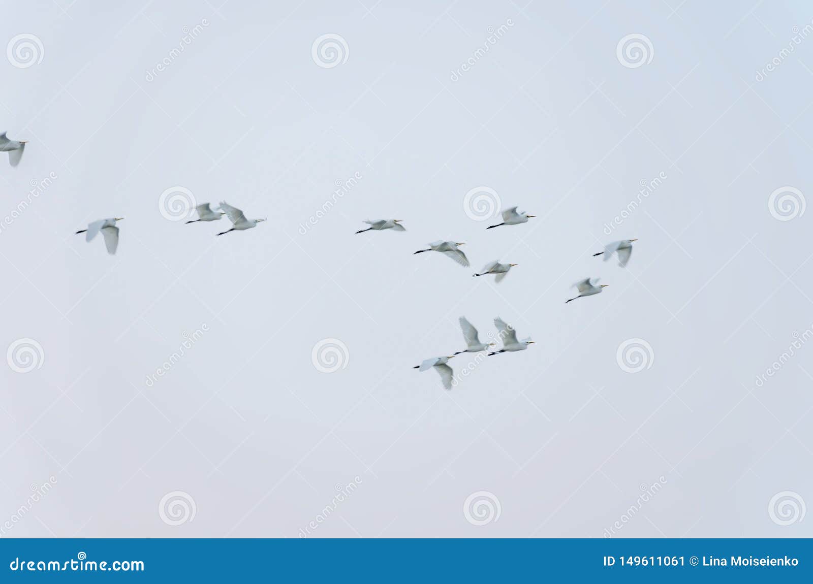 Flock of White Birds Flying in Grey Sky Stock Image - Image of ...