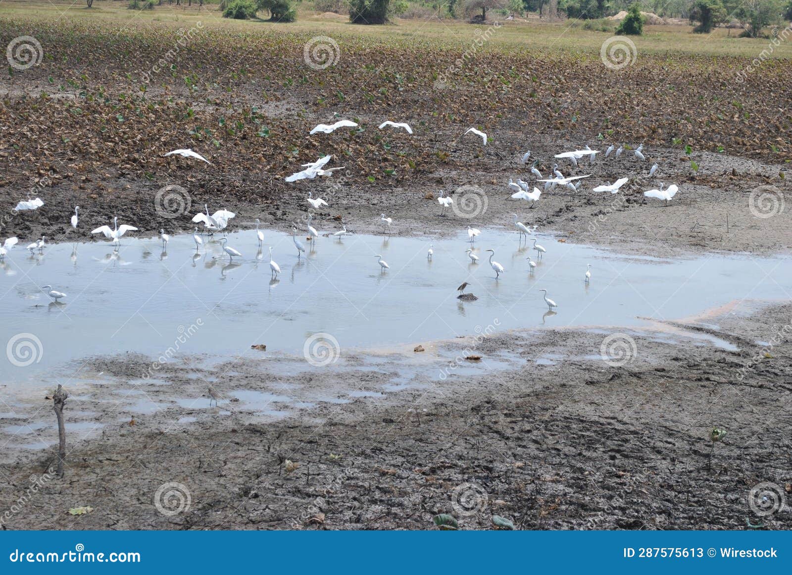 Flock of White Birds Flying Over a Pond Stock Image - Image of rock ...