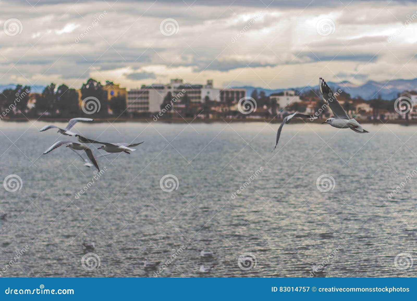 Flock Of White And Black Albatross Above Sea At Daytime Picture. Image ...