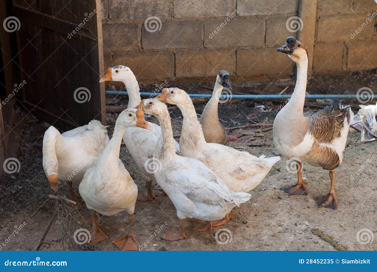 Flock of White and Brown Geese Stock Image - Image of grass, rural ...
