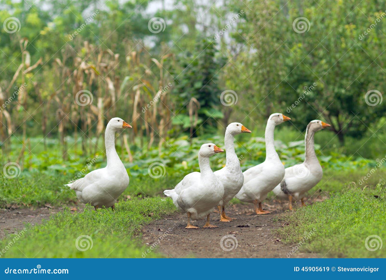 Flock of White Domestic Geese Stock Image - Image of flock, breeding ...