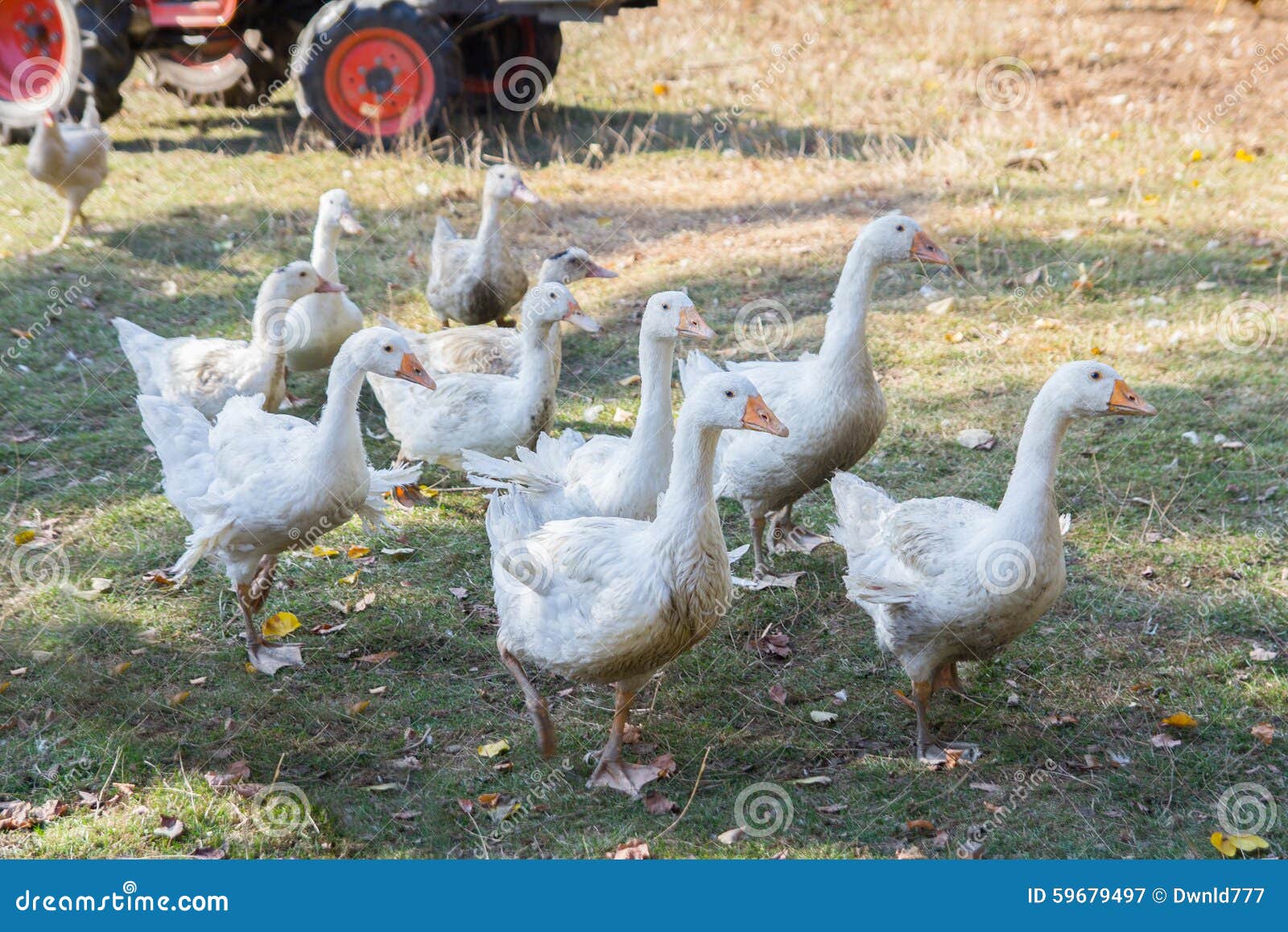 Flock of White Domestic Geese on Farm Stock Image - Image of flock ...