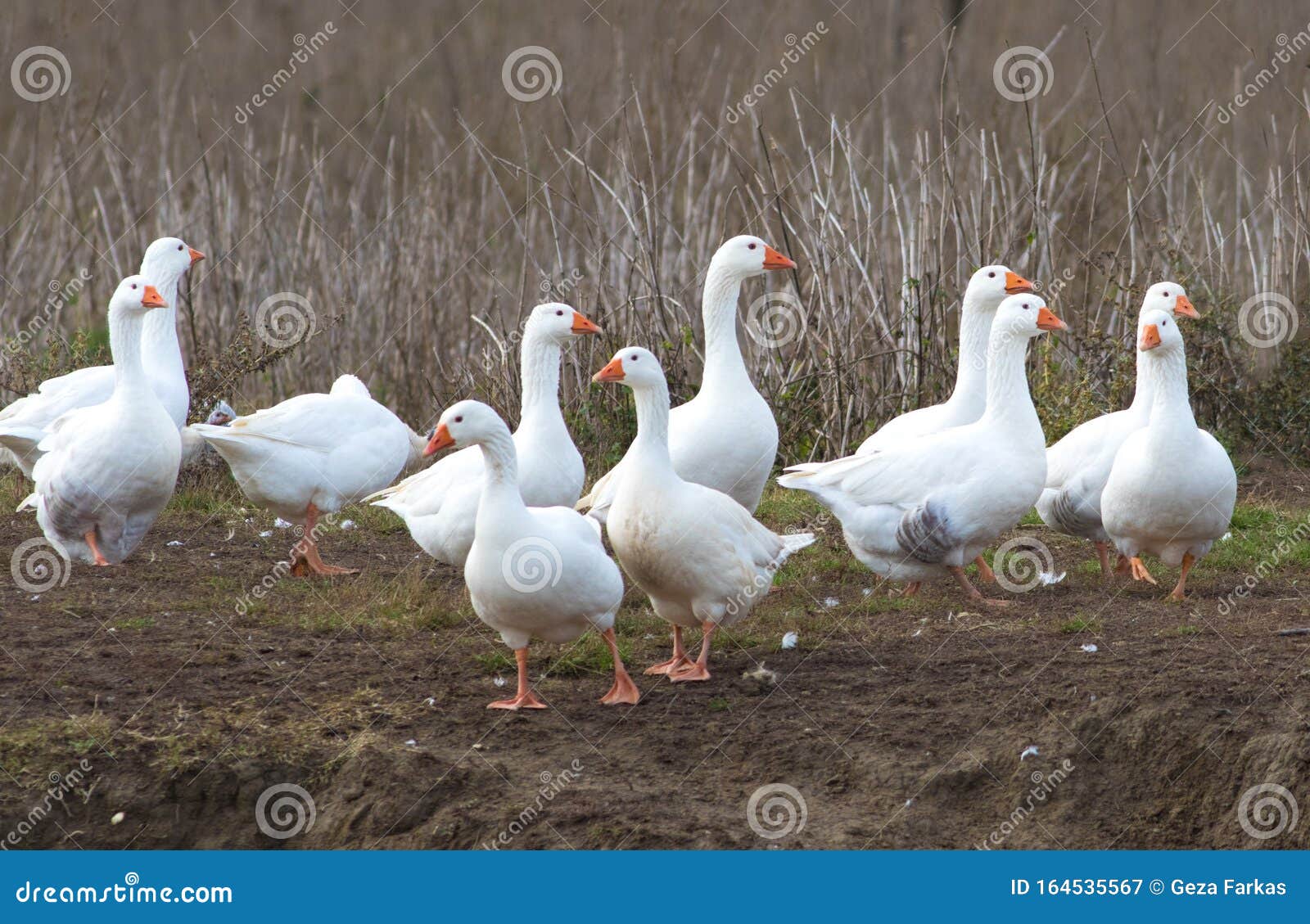 Flock of White Domestic Geese Stock Image - Image of bird, rustic ...