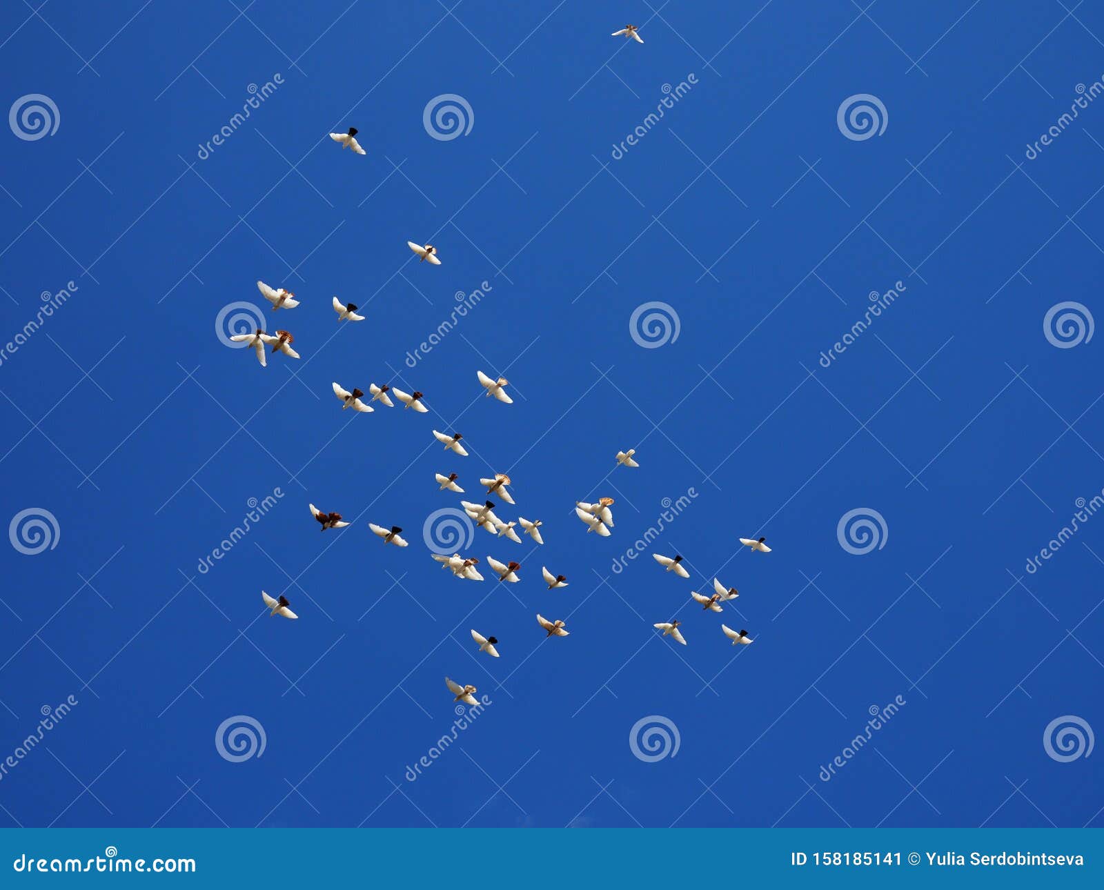 Flock of White Doves Flies in the Blue Sky Stock Image - Image of ...