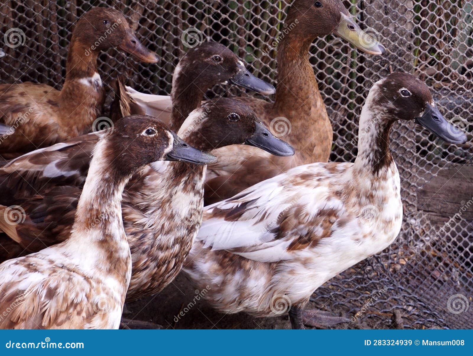 A Flock of White Ducks in a Cage Stock Image - Image of wild, brown ...