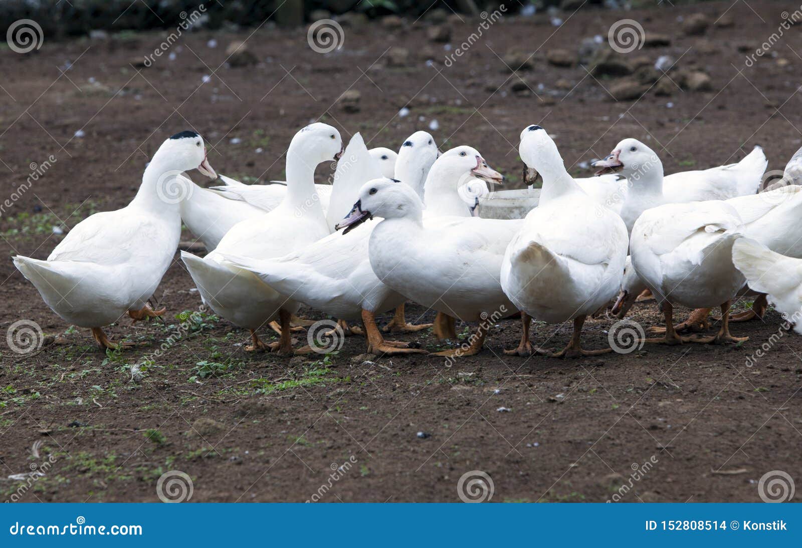 Flock of White Ducks on the Farm Stock Photo - Image of farm, domestic ...