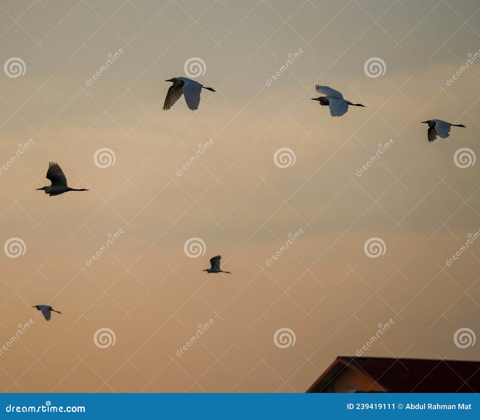 A Flock of White Egrets in Flight Stock Image - Image of evening, wing ...